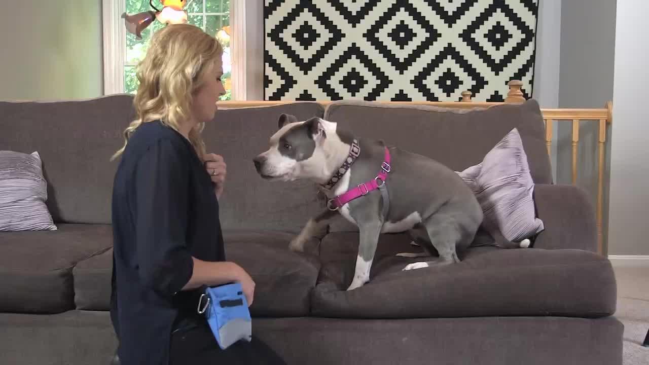 Dog Training Secrets-Jumping on Furniture
